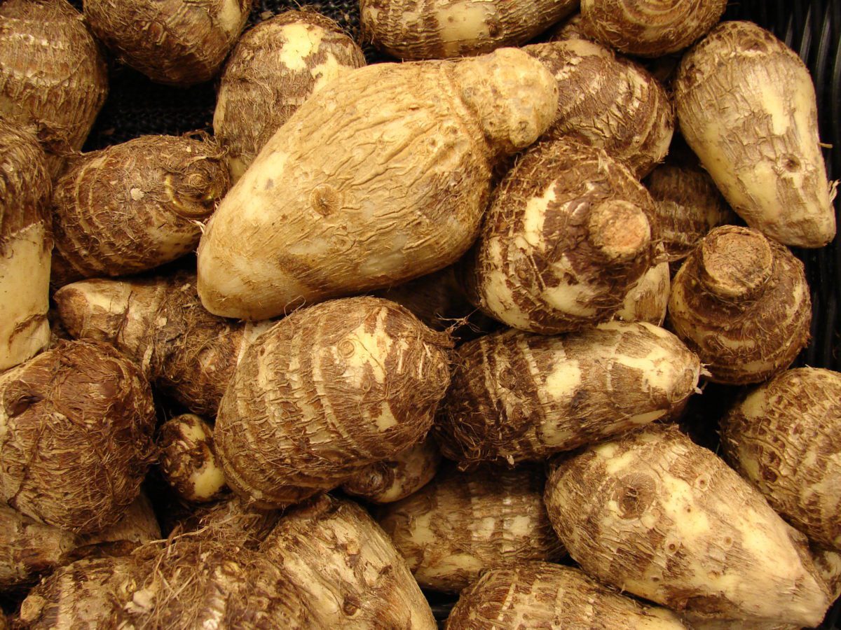 Taro Vegetables: The History of Taro Vegetables - auscrops.com.au