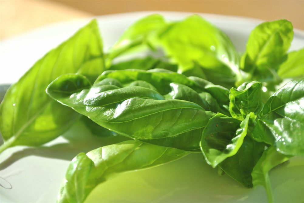 Fresh Basil Recipe for the Home Cook - auscrops.com.au