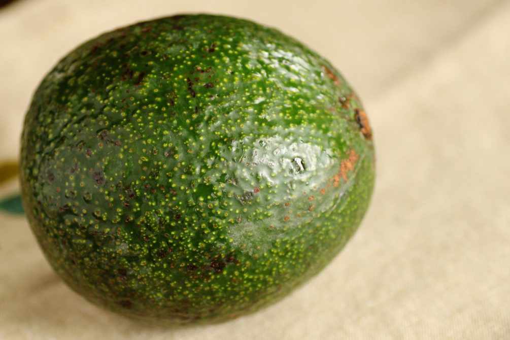 Reed Avocados Facts, Benefits & Uses - auscrops.com.au