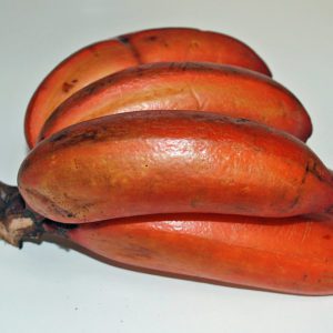 Lady Finger Banana - All About - auscrops.com.au