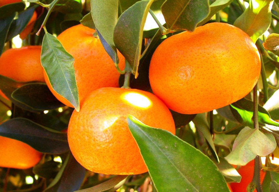Mandarin Fruit - All You Need to Know - auscrops.com.au