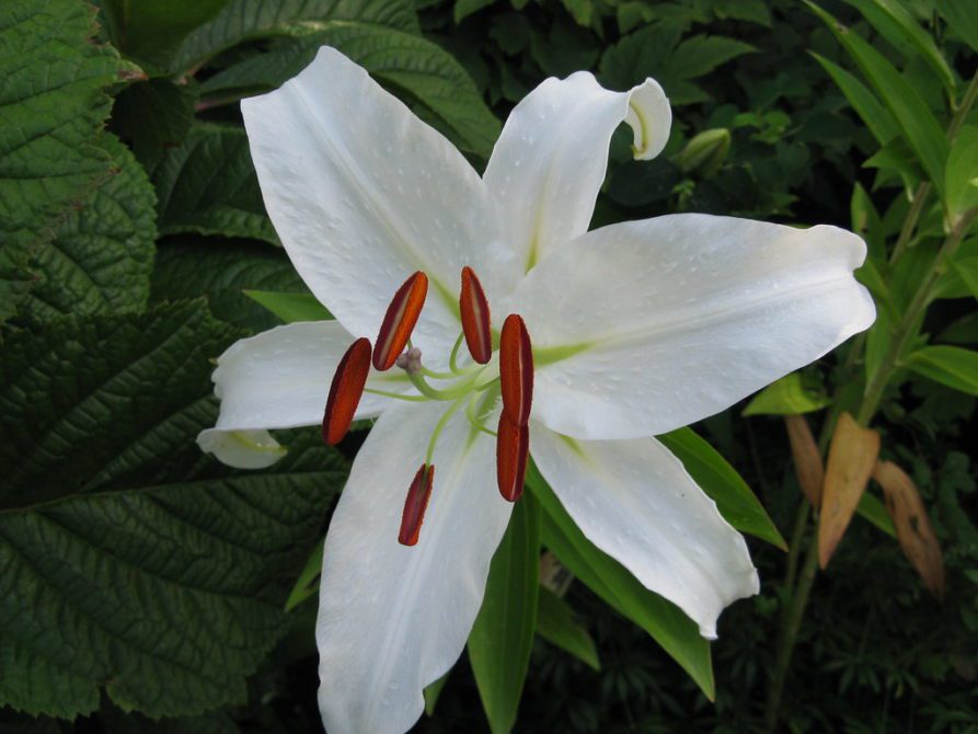 Oriental Lilies White Unique Color - auscrops.com.au
