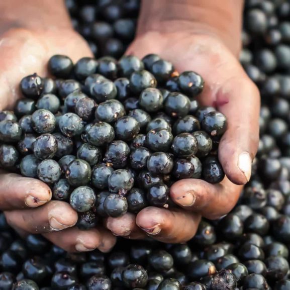 Acai - All About - auscrops.com.au
