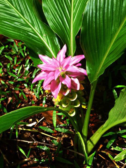 Turmeric Plant - Information & Facts - auscrops.com.au