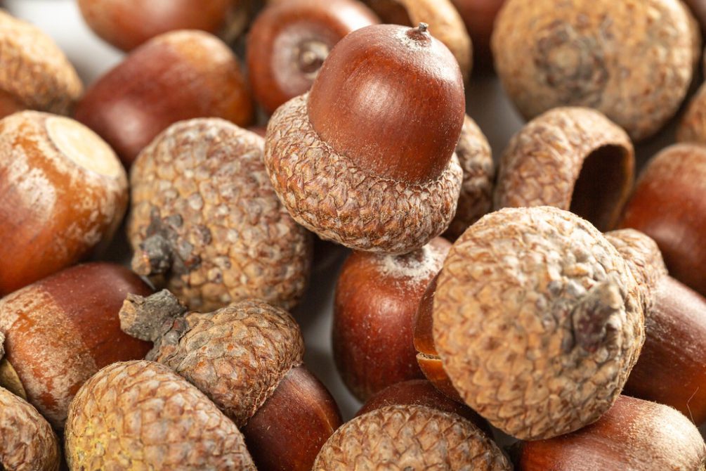 Acorns - All You Need to Know - auscrops.com.au