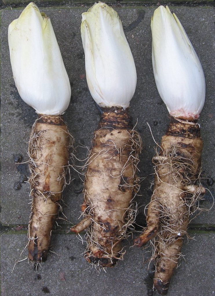 Chicory Root - Benefits & Uses - auscrops.com.au