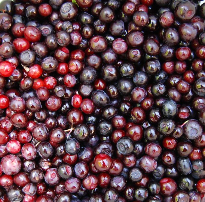 Huckleberries - Nutrition & Benefits | auscrops.com.au