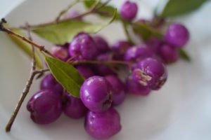 Lilly Pilly Fruit - Appearance & Nutrition - auscrops.com.au