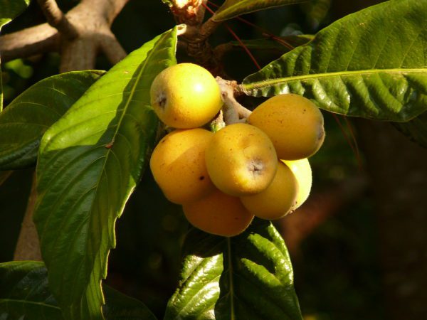 Loquat - Information & Nutrition - auscrops.com.au