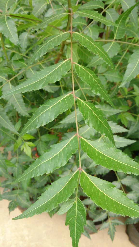 Neem Tree - The Amazing Benefits - auscrops.com.au