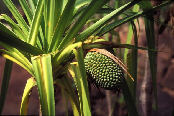 Pandan Tree - The Benefits - auscrops.com.au