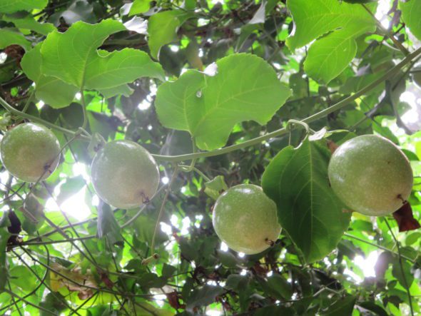 Passionfruit Vine -The Benefits of Growing - auscrops.com.au