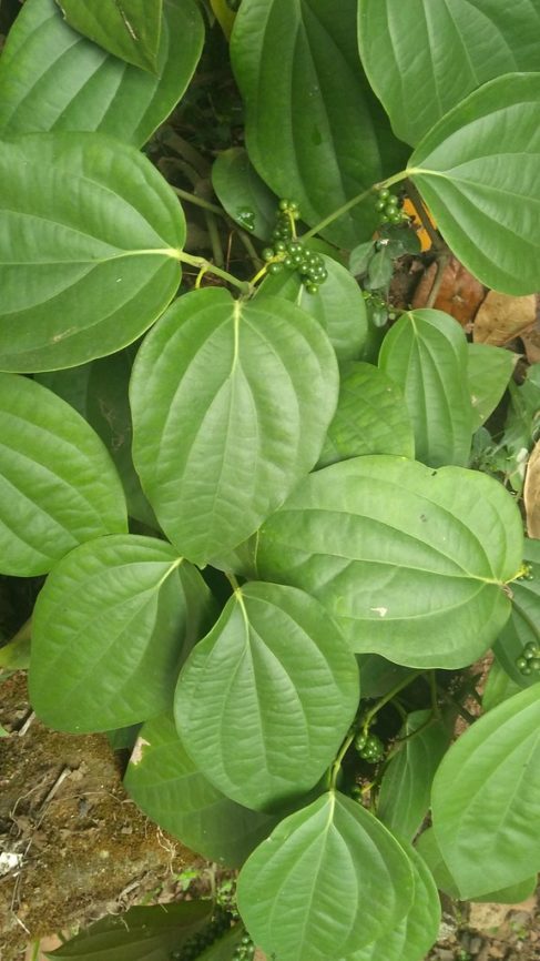 Pepper Leaf - All to Know - auscrops.com.au