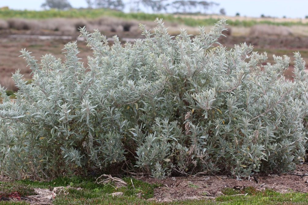 Salt Bush - The Benefits for Your Garden - auscrops.com.au