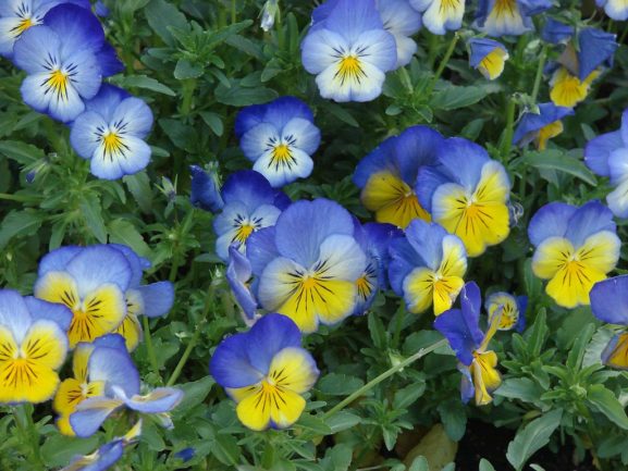 Violas - History & Characteristics - auscrops.com.au