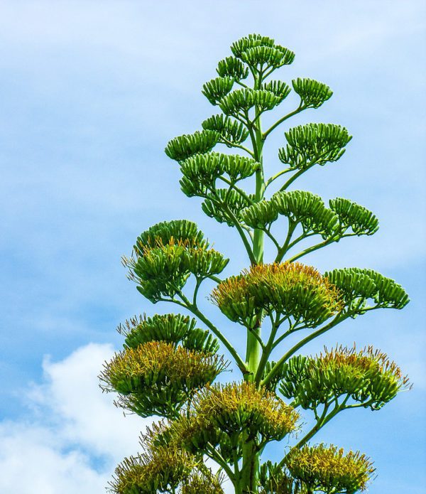 Agave Flower - What Should We Know - auscrops.com.au