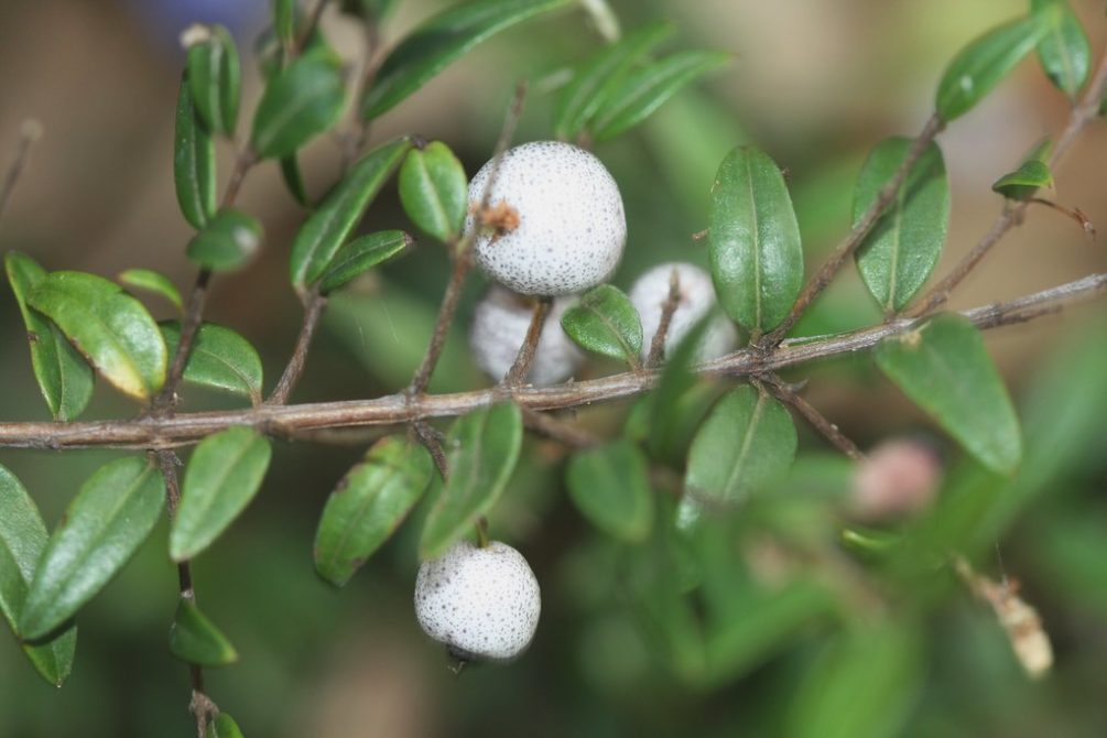 Midyim Berries - All to Know - auscrops.com.au