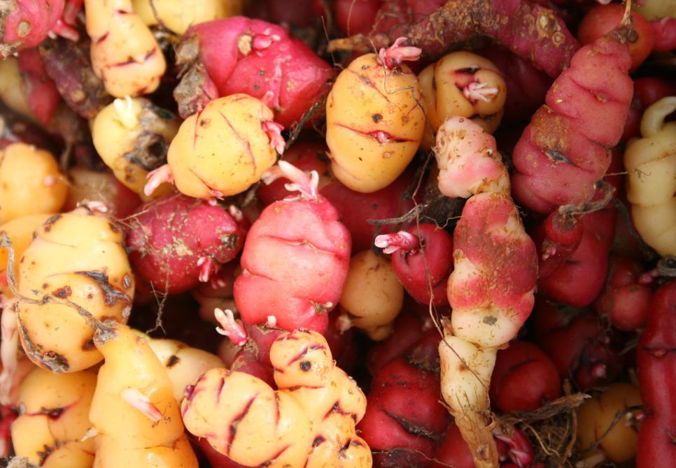 Oca – A Nutritious Root Vegetable - auscrops.com.au
