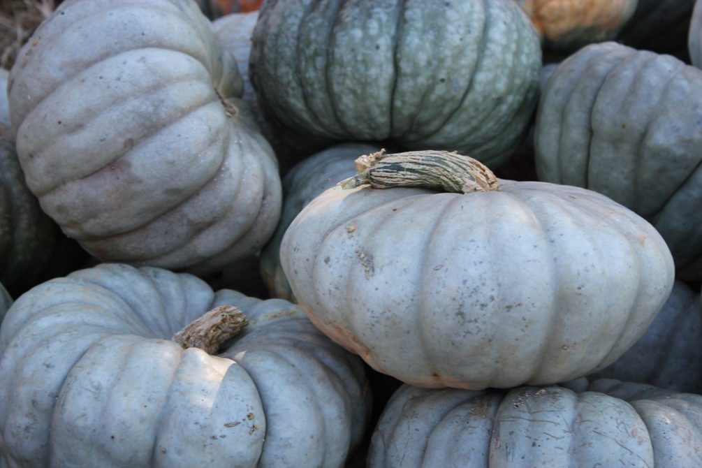 Pumpkin Queensland Blue - All To Know - auscrops.com.au