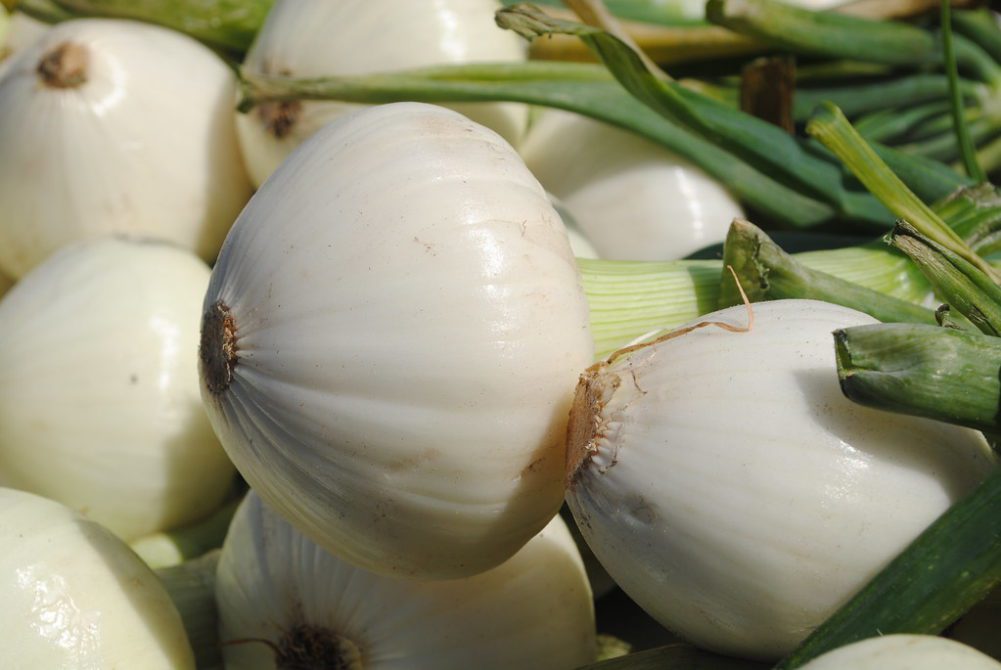 Sweet Onions - Fun Facts - auscrops.com.au