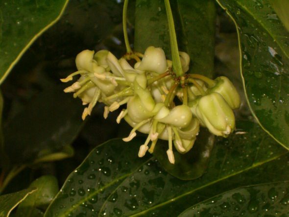 Aspen Lemon - A Comprehensive Guide - auscrops.com.au