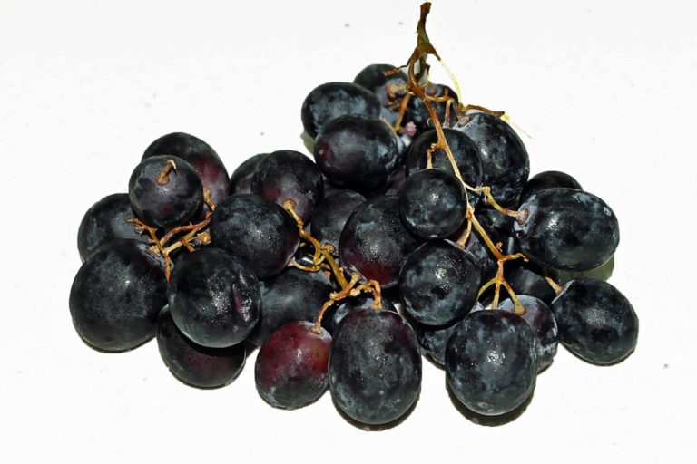 Black Grapes - Everything to Know | auscrops.com.au