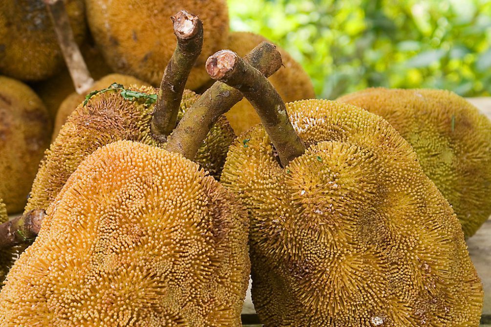 Cempedak - All to Know - auscrops.com.au