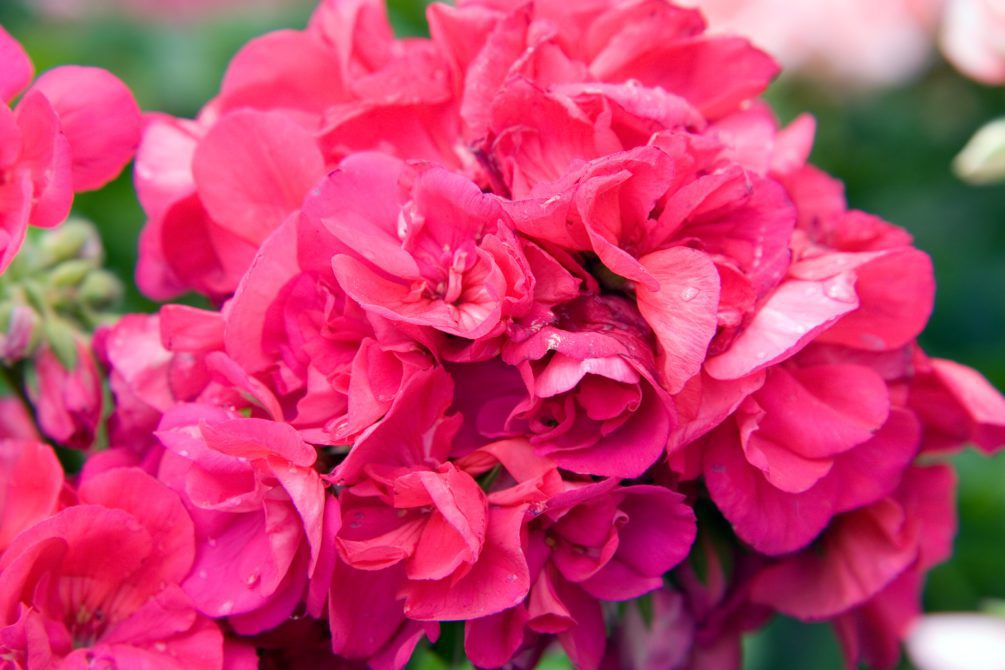 Geranium Rose Fruit - auscrops.com.au