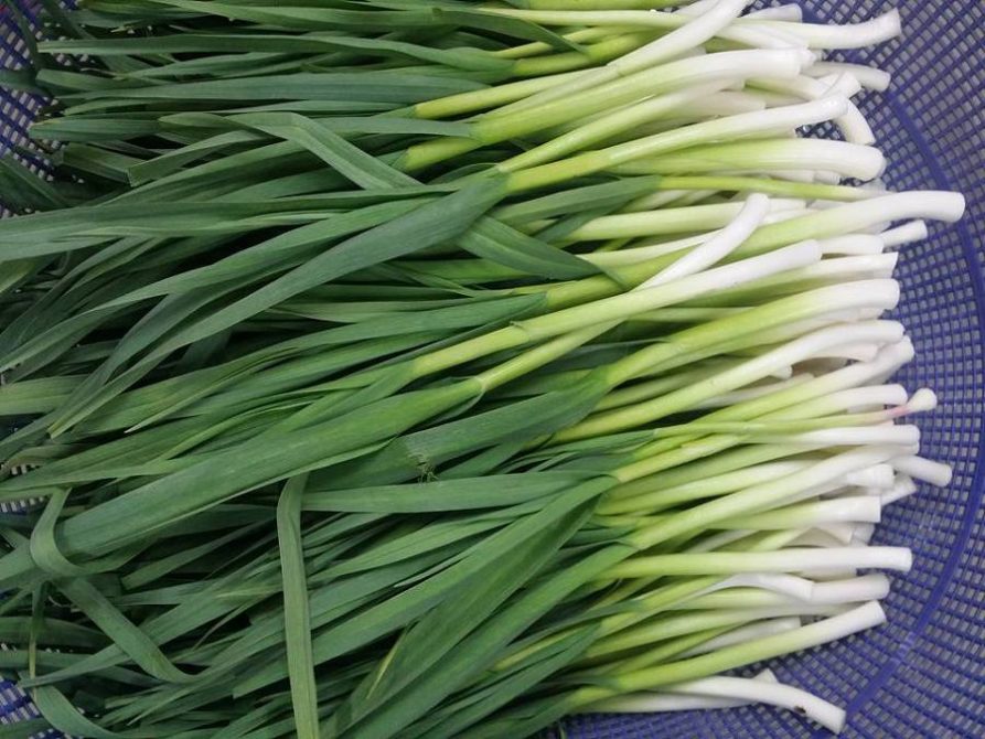 Green Garlic - auscrops.com.au