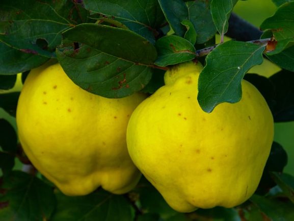 What Is a Quince - Everything to Know - auscrops.com.au