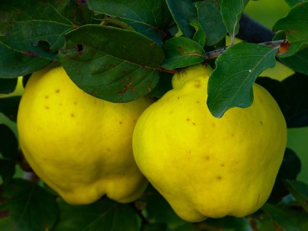 What Is a Quince - Everything to Know - auscrops.com.au