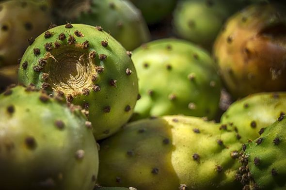 How to Eat Prickly Pear - auscrops.com.au