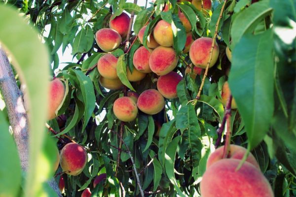 How To Prune A Peach Tree - auscrops.com.au