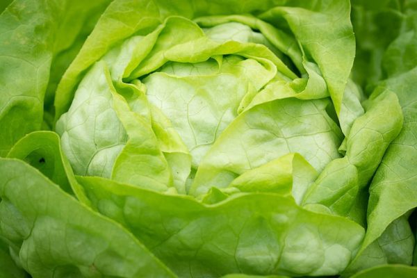 Can You Freeze Lettuce - auscrops.com.au