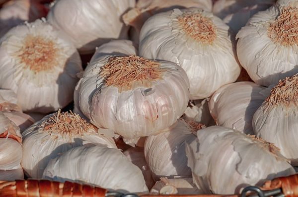 Where Does Garlic Grow In India - auscrops.com.au