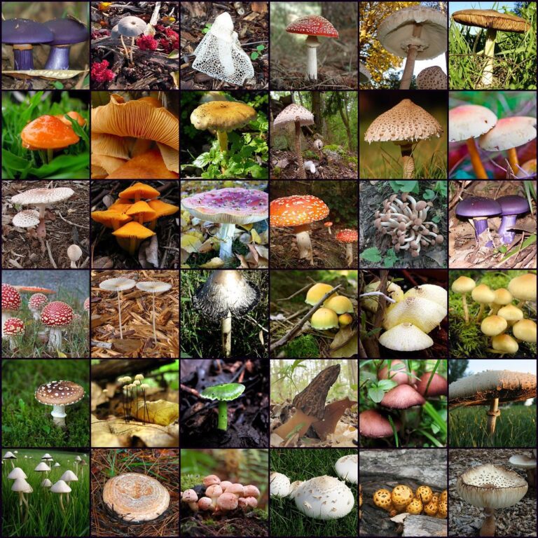 Mushrooms Types Australia - auscrops.com.au